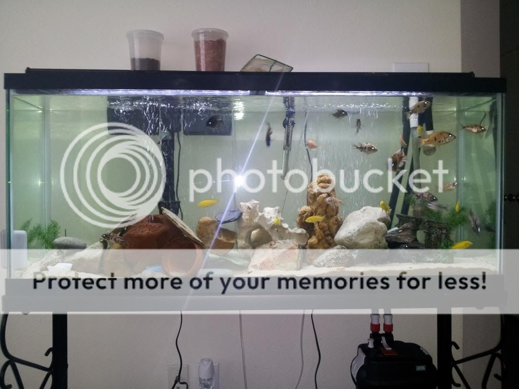 55g and 150g malawi tank pics | Cichlid Fish Forum