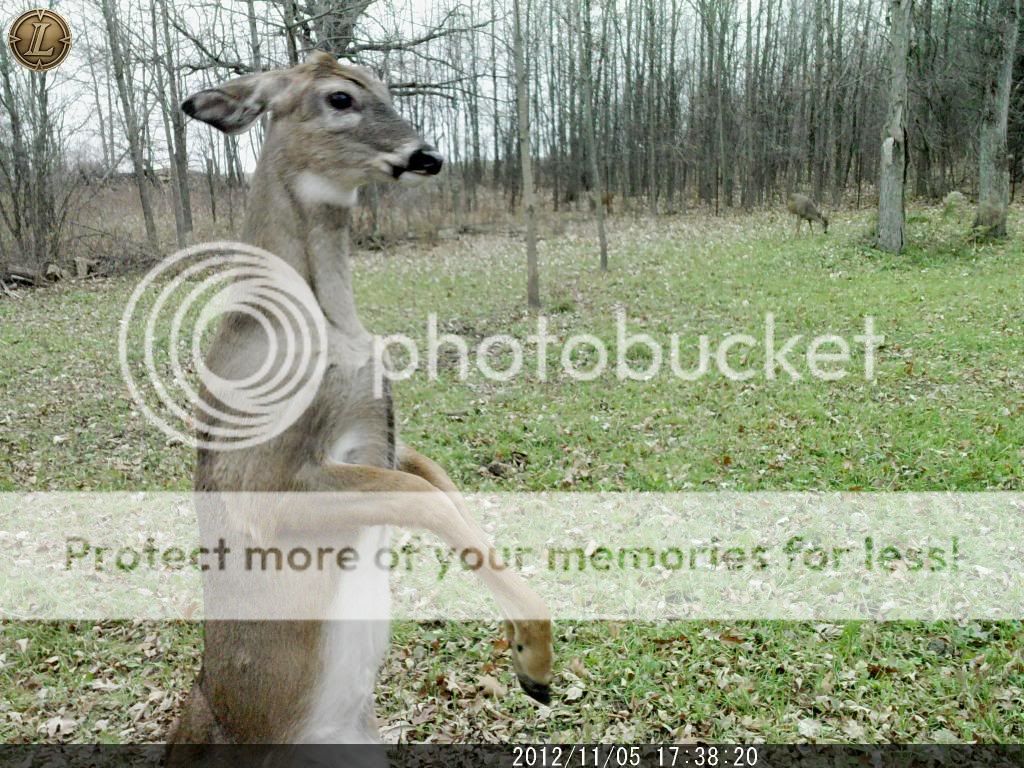 Goofy Deer Pictures! | Wildlife Habitat - Lets talk.....