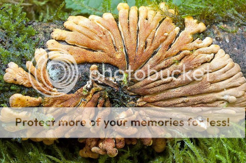 Hypocreopsis rhododendri - Alchetron, the free social encyclopedia