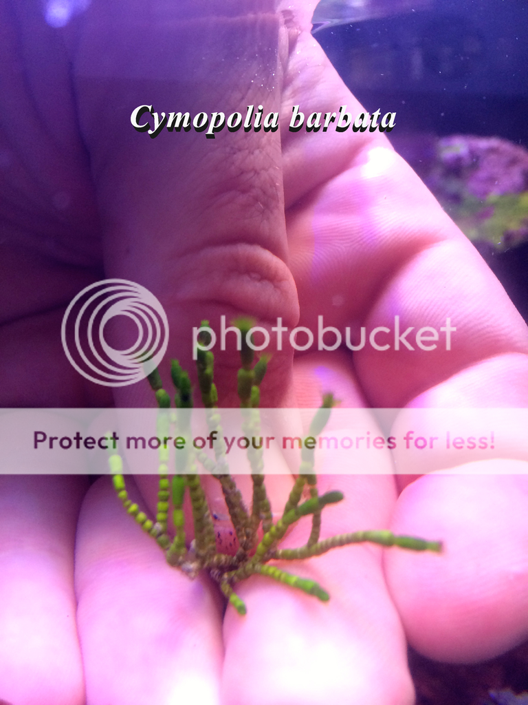 12 Variety Macro Algae Starter Pack $30 Shipped! | Reef2Reef